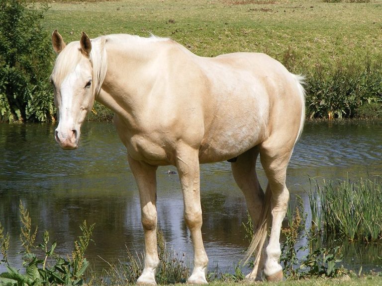 Caballo Color Perla y Palomino: Comparación completa