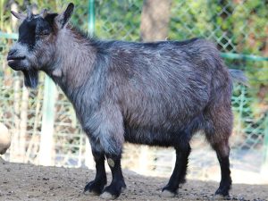 Cabras vs Chivos: Características y diferencias