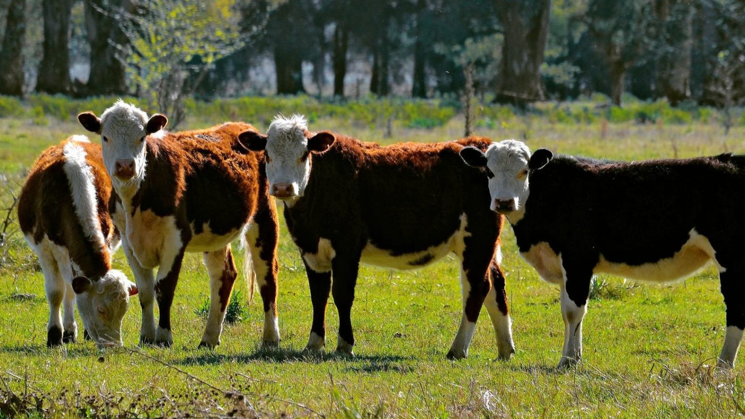 Ganado Bovino vs Vacuno: Diferencias esenciales