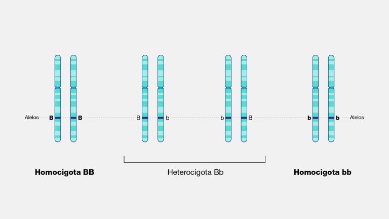 Homocigoto y heterocigoto: términos genéticos