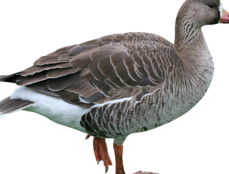 Pato vs Ganso: Diferencias clave